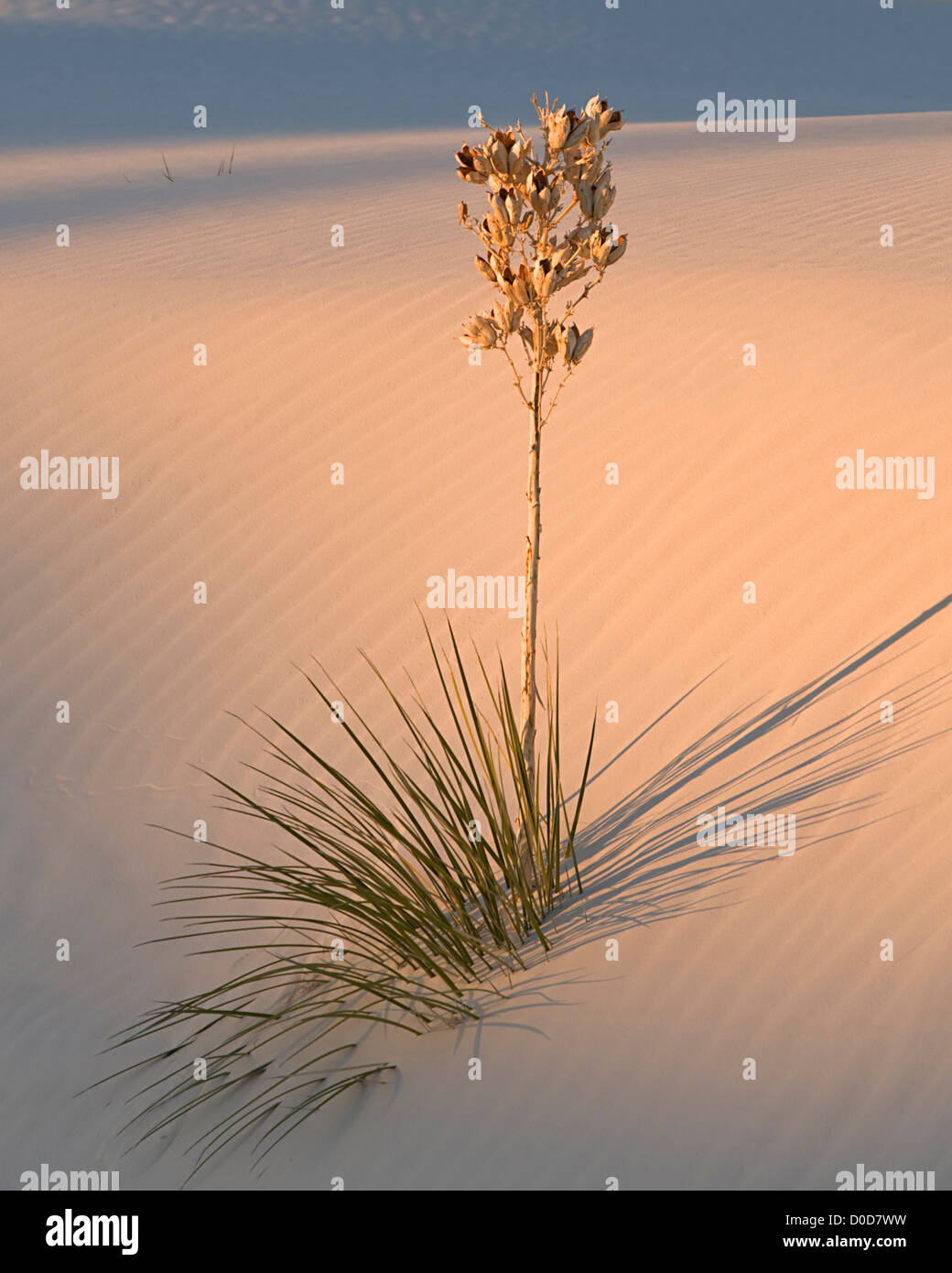 Yucca at Dawn Amid Gypsum Dunes Stock Photo - Alamy