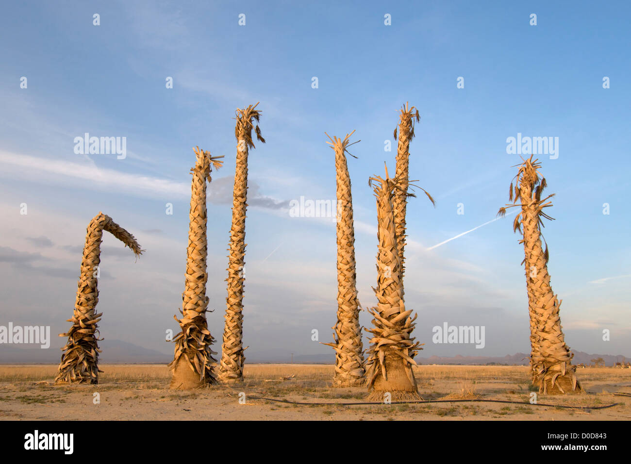 Dead Palm Trees at the Site of a One-Time Promised Real Estate ...