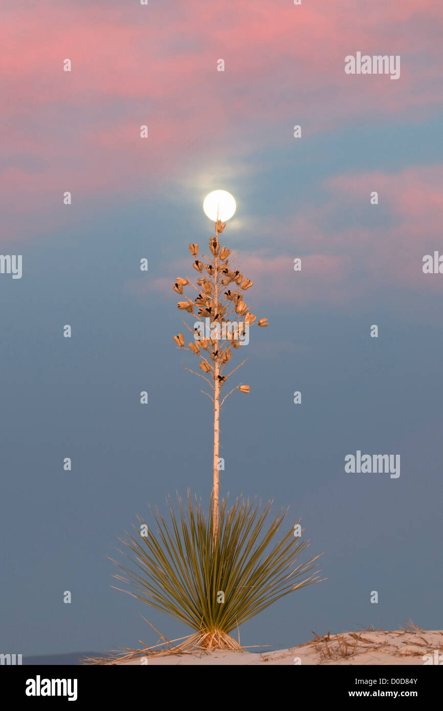 Full Moon Rises Above Yucca in White Sands National Monument Stock ...