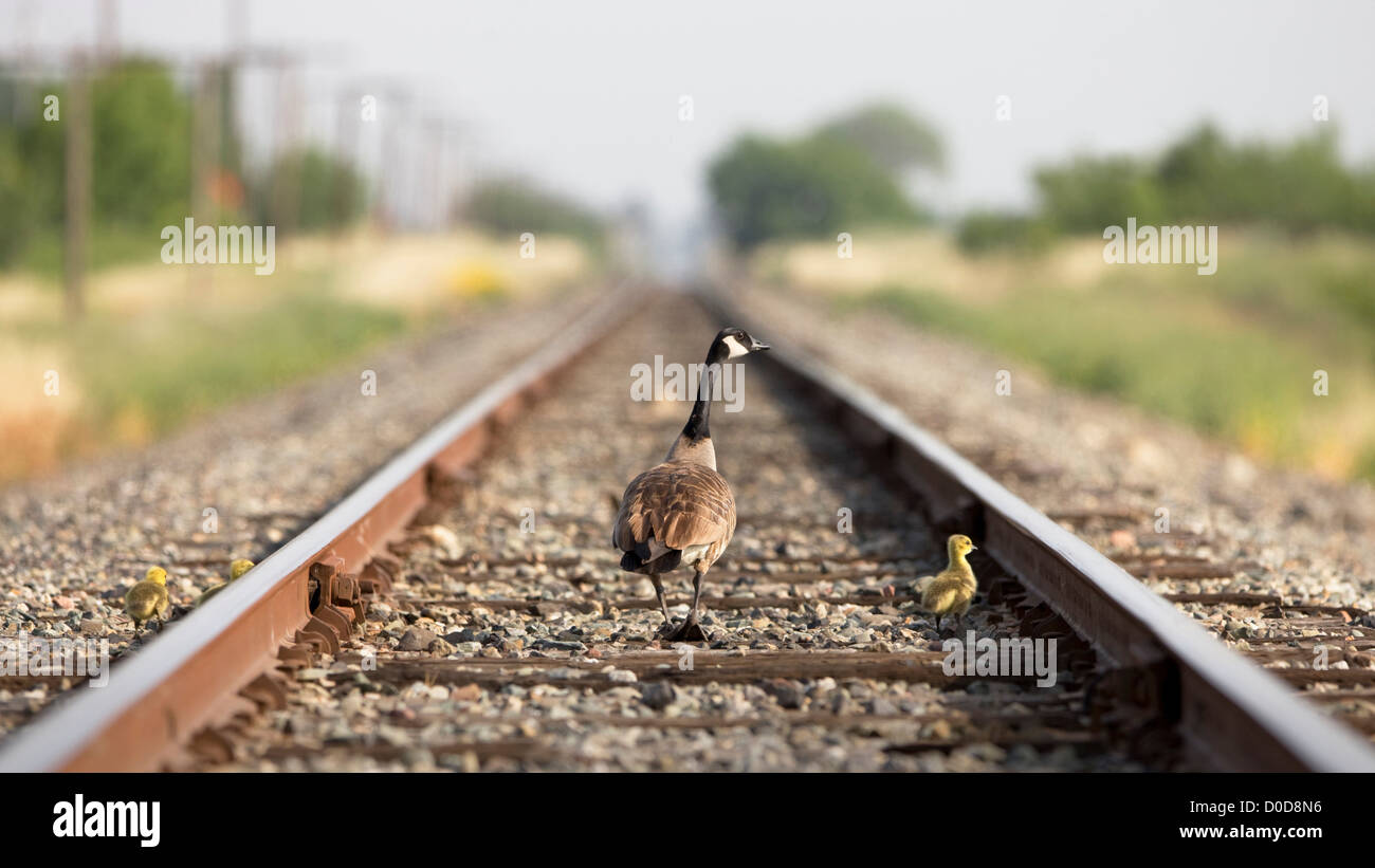 Mother Canadian Goose and Gosling Crossing a Railroad Track Stock Photo ...