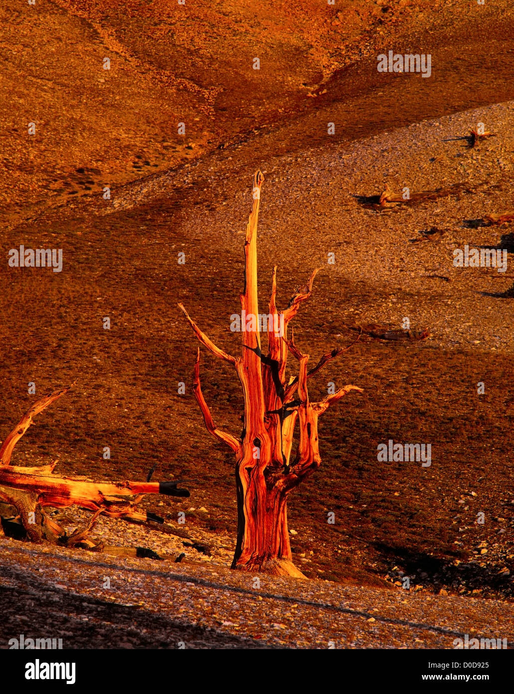 Bristlecone Pine Snag Stock Photo - Alamy