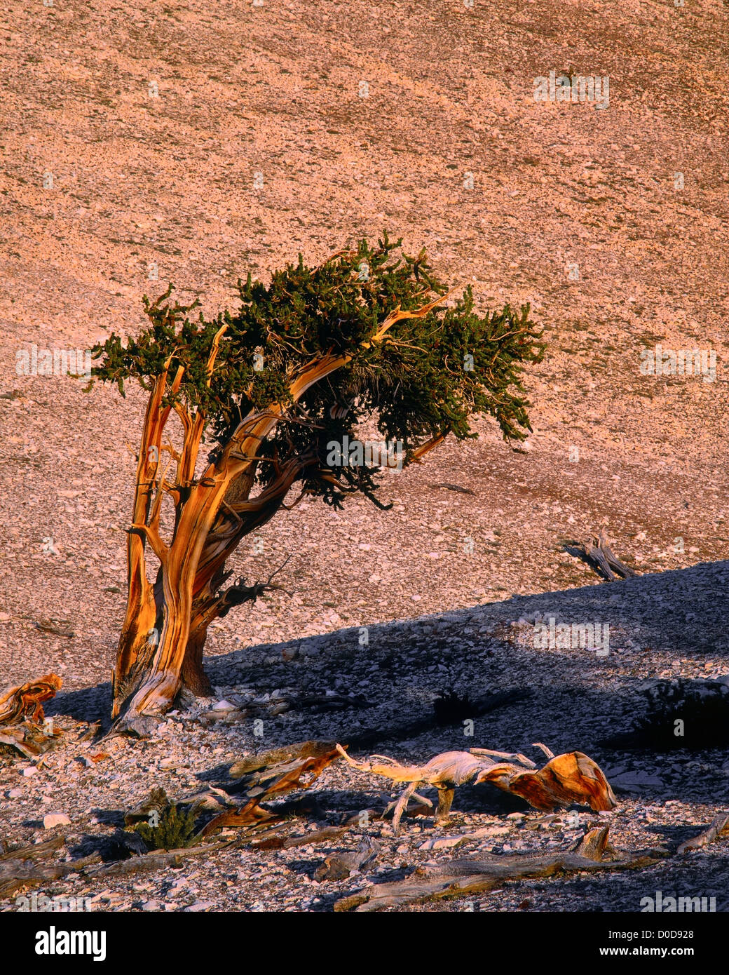 Bristlecone pine rings hi-res stock photography and images - Alamy