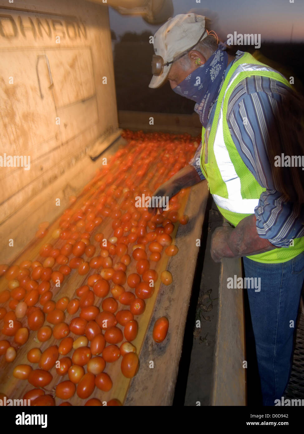 Sorting Undesirable Tomatoes Before Dawn Stock Photo - Alamy