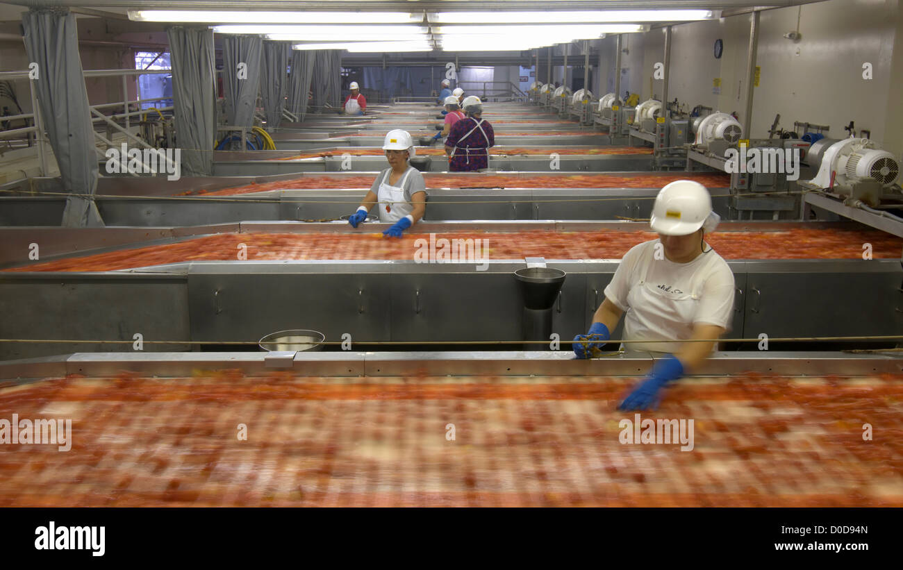 Workers Sorting Tomatoes in a Processing Facility Stock Photo - Alamy
