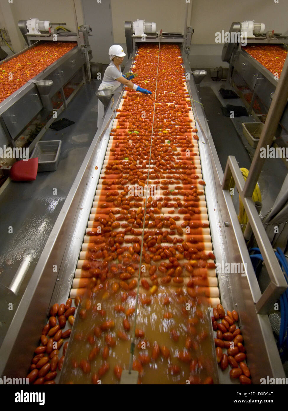 Worker Sorting Tomatoes in a Processing Facility Stock Photo - Alamy