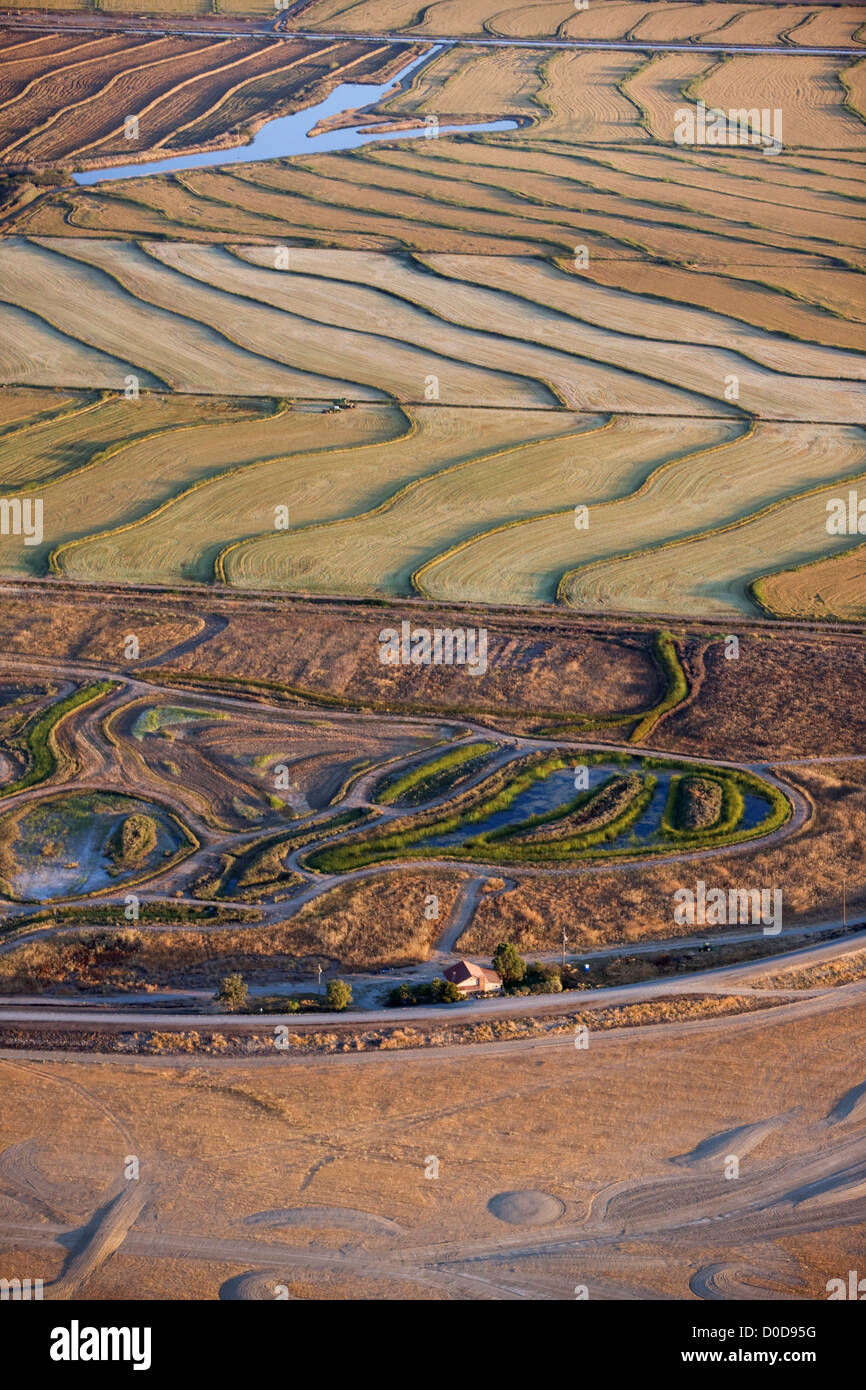 Terraced Rice Fields in Sacramento River Delta Stock Photo - Alamy