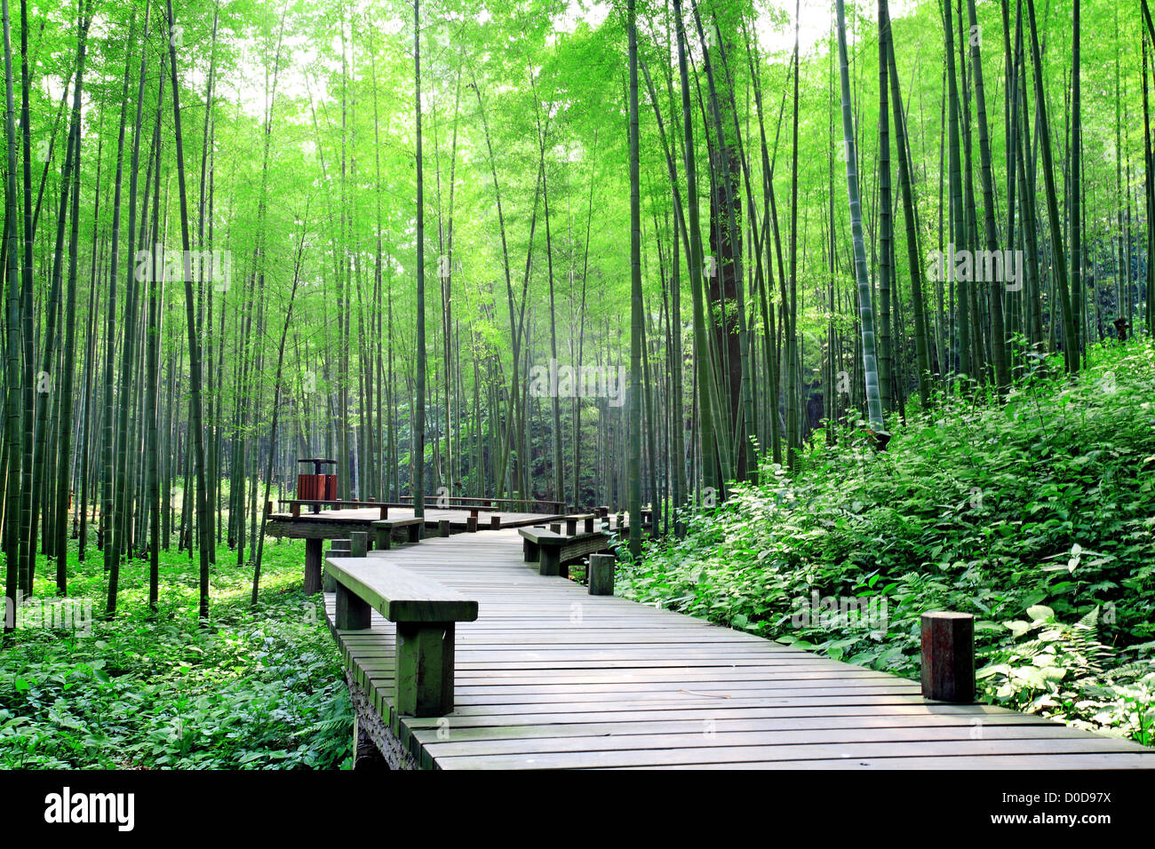 Bamboo pathway hi-res stock photography and images - Alamy