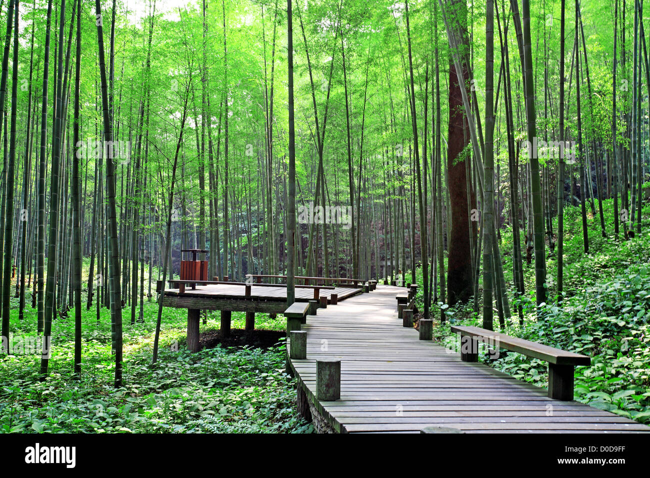 Bamboo pathway hi-res stock photography and images - Alamy
