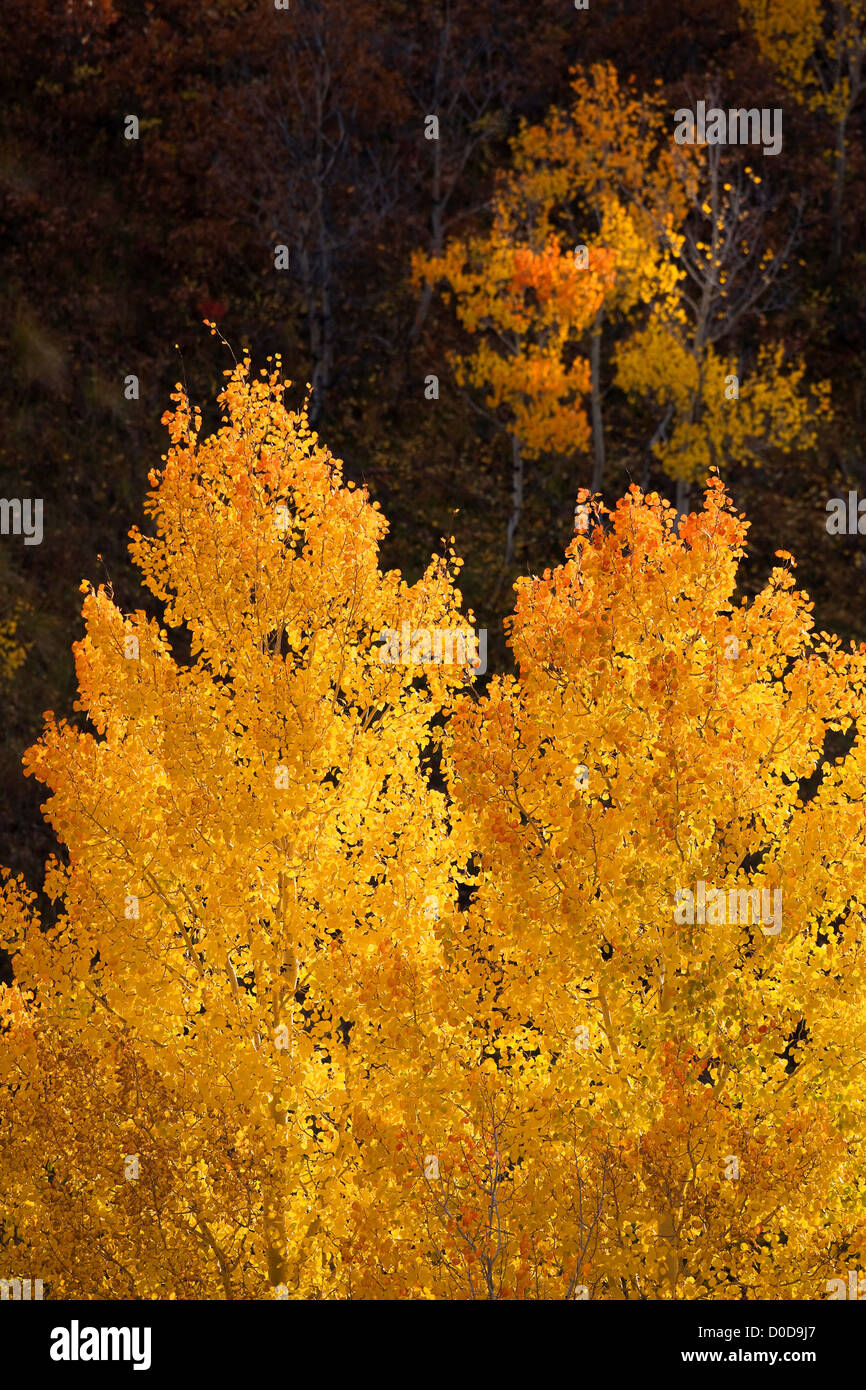 Aspens During Autumn Stock Photo - Alamy