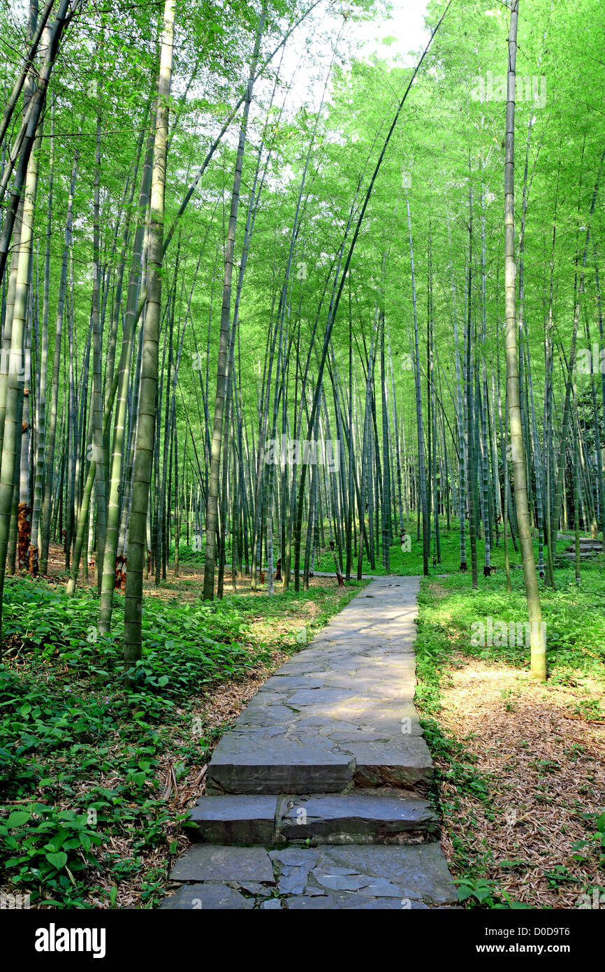 Bamboo pathway hi-res stock photography and images - Alamy