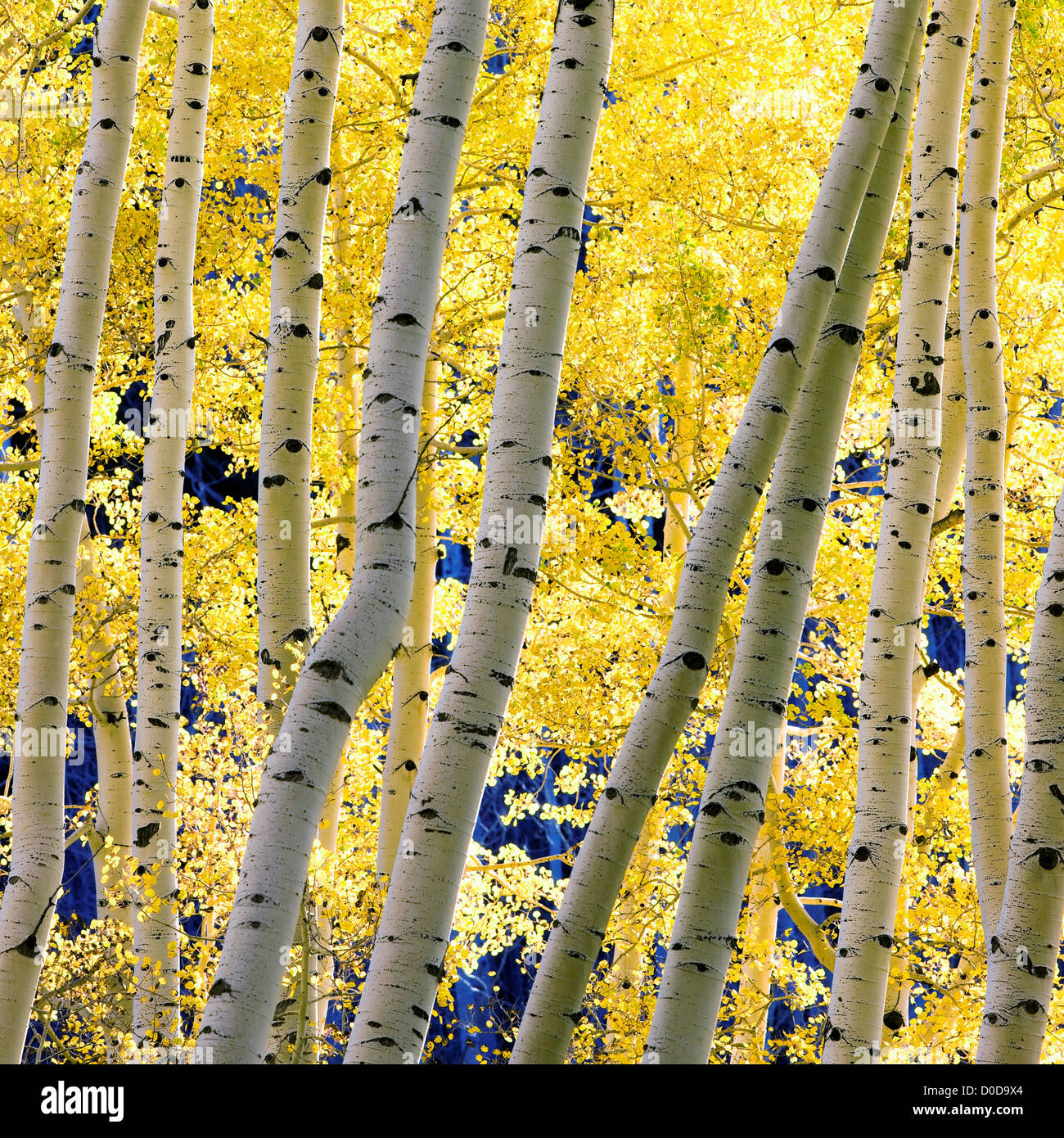 Quaking Aspens Changing Colors Stock Photo - Alamy