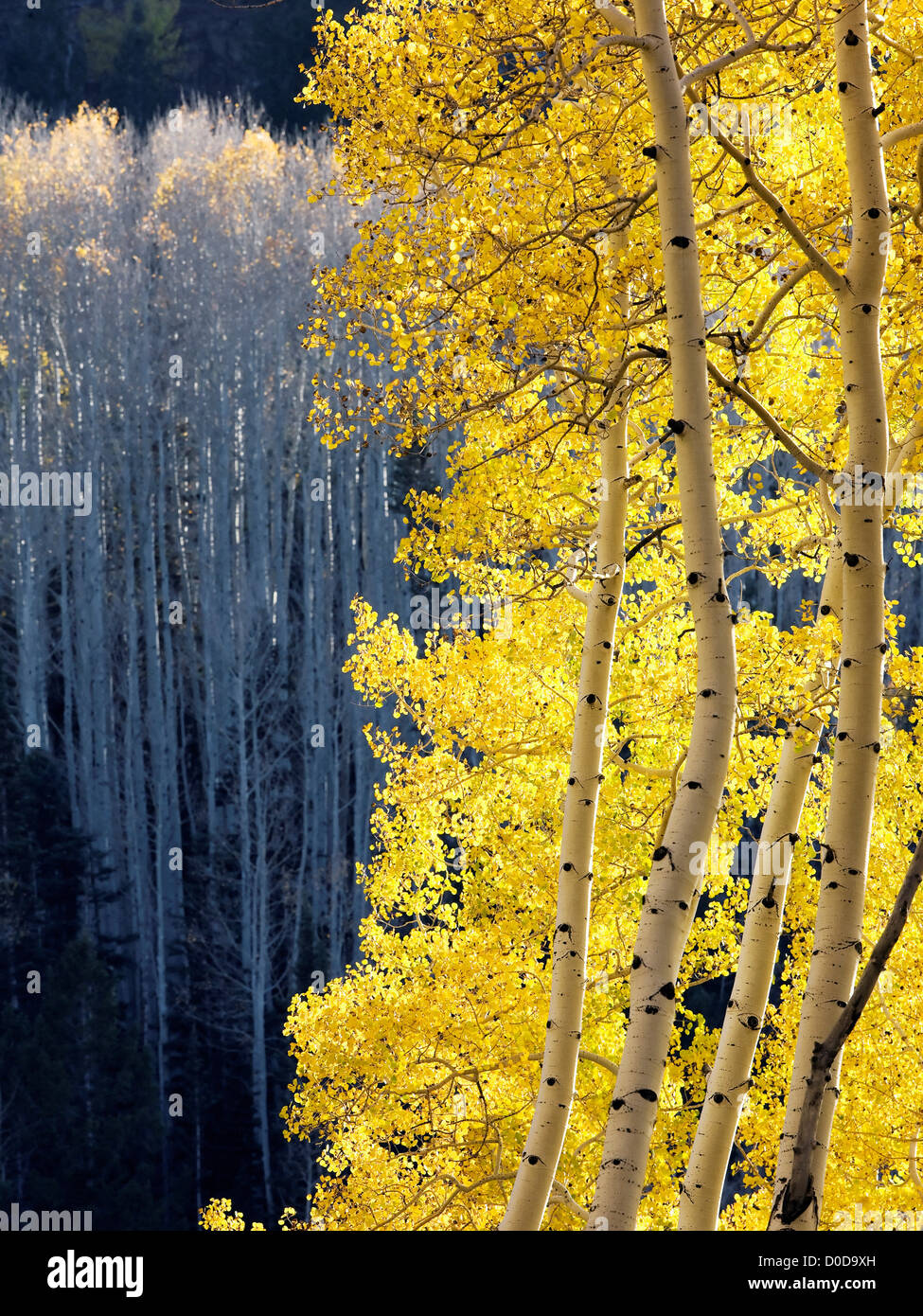 Quaking Aspens in Fall Stock Photo - Alamy