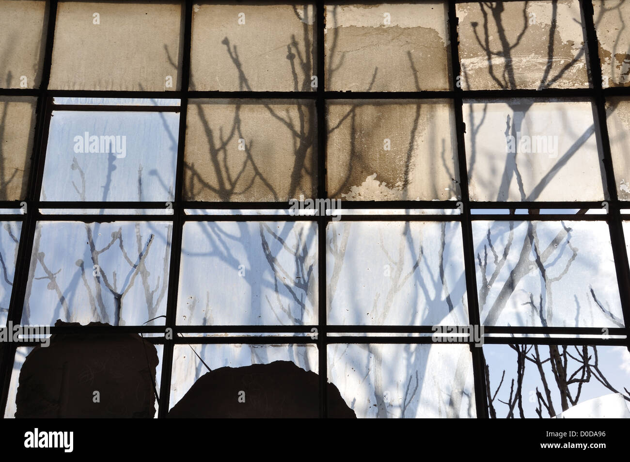 Pane tree High Resolution Stock Photography and Images - Alamy