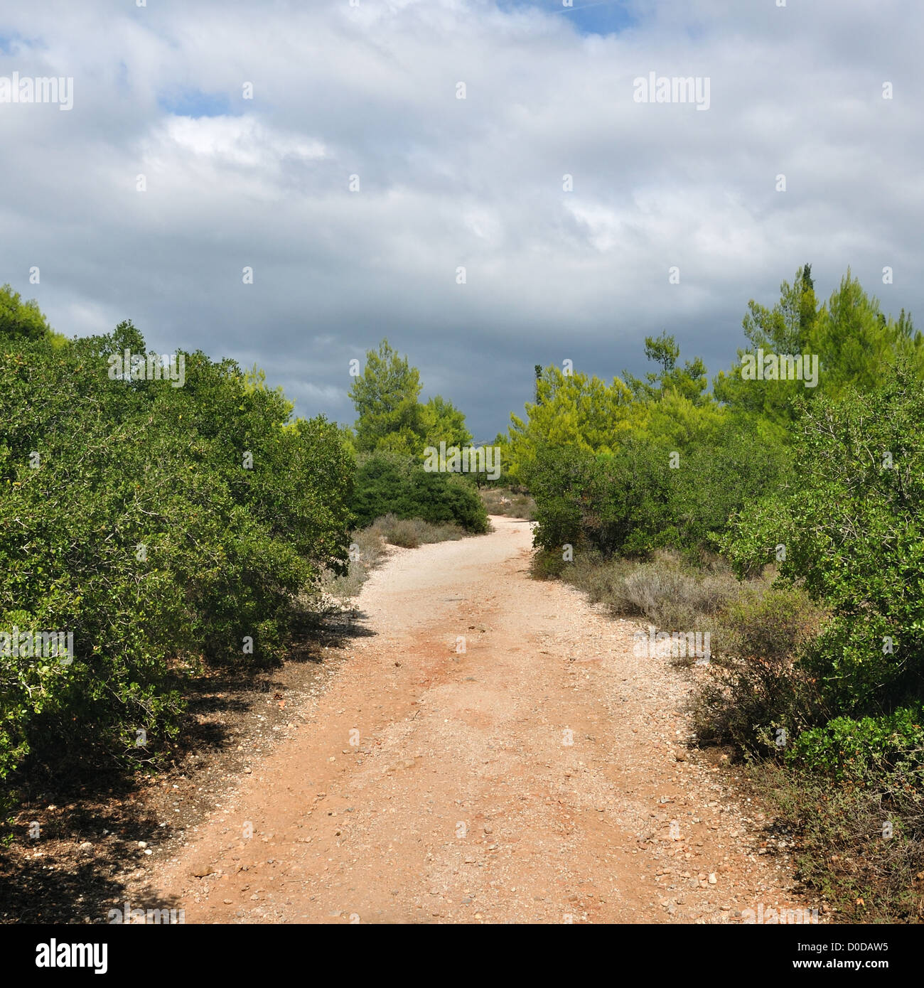 Dirt road path through pine tree forest Stock Photo - Alamy