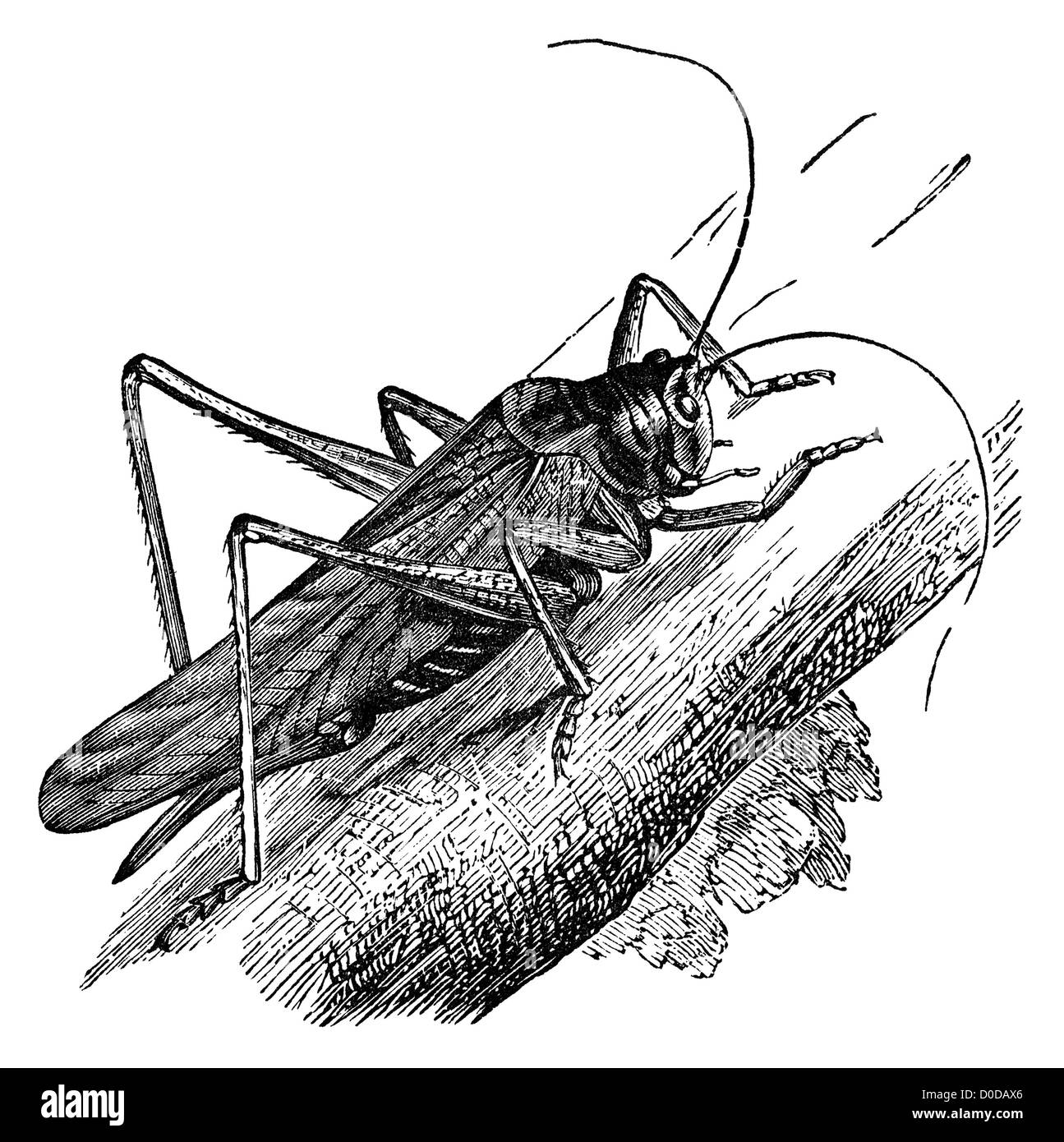 Grasshopper drawing hi-res stock photography and images - Alamy