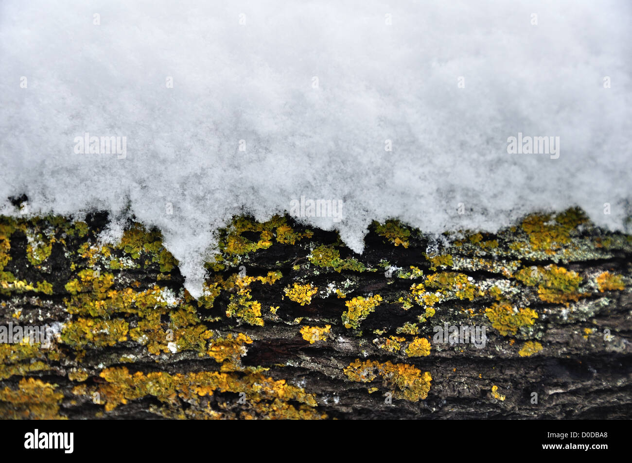 Tree bark snow macro hi-res stock photography and images - Alamy
