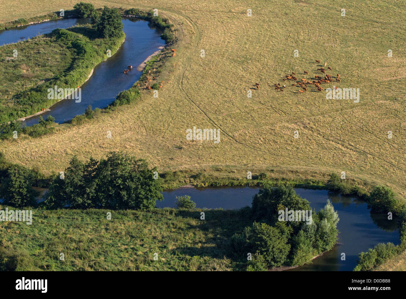 A BEND IN THE RIVER AND A HERD OF COWS BY THE WATERSIDE EURE VALLEY ...