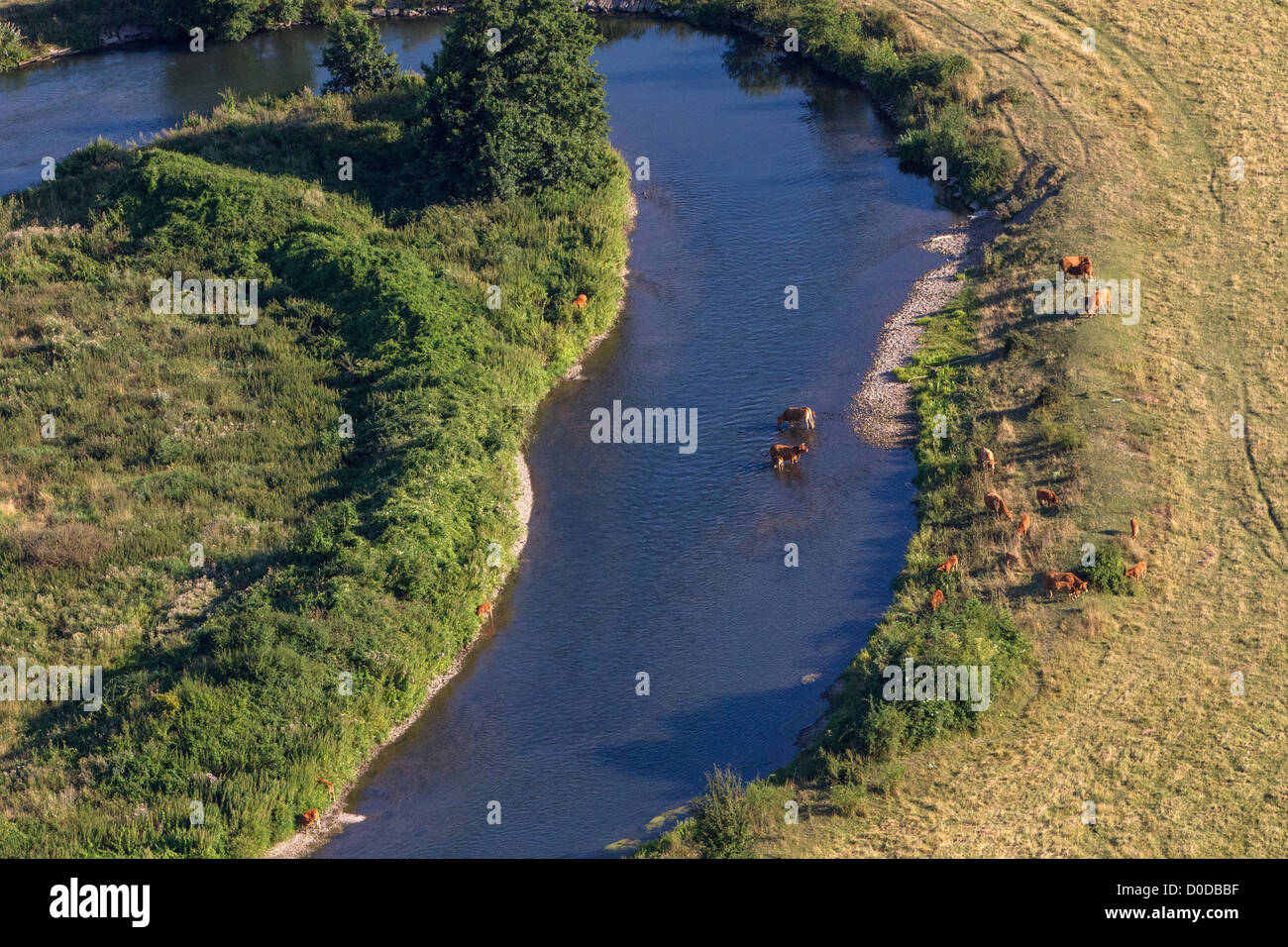 A BEND IN THE RIVER AND A HERD OF COWS BY THE WATERSIDE EURE VALLEY ...