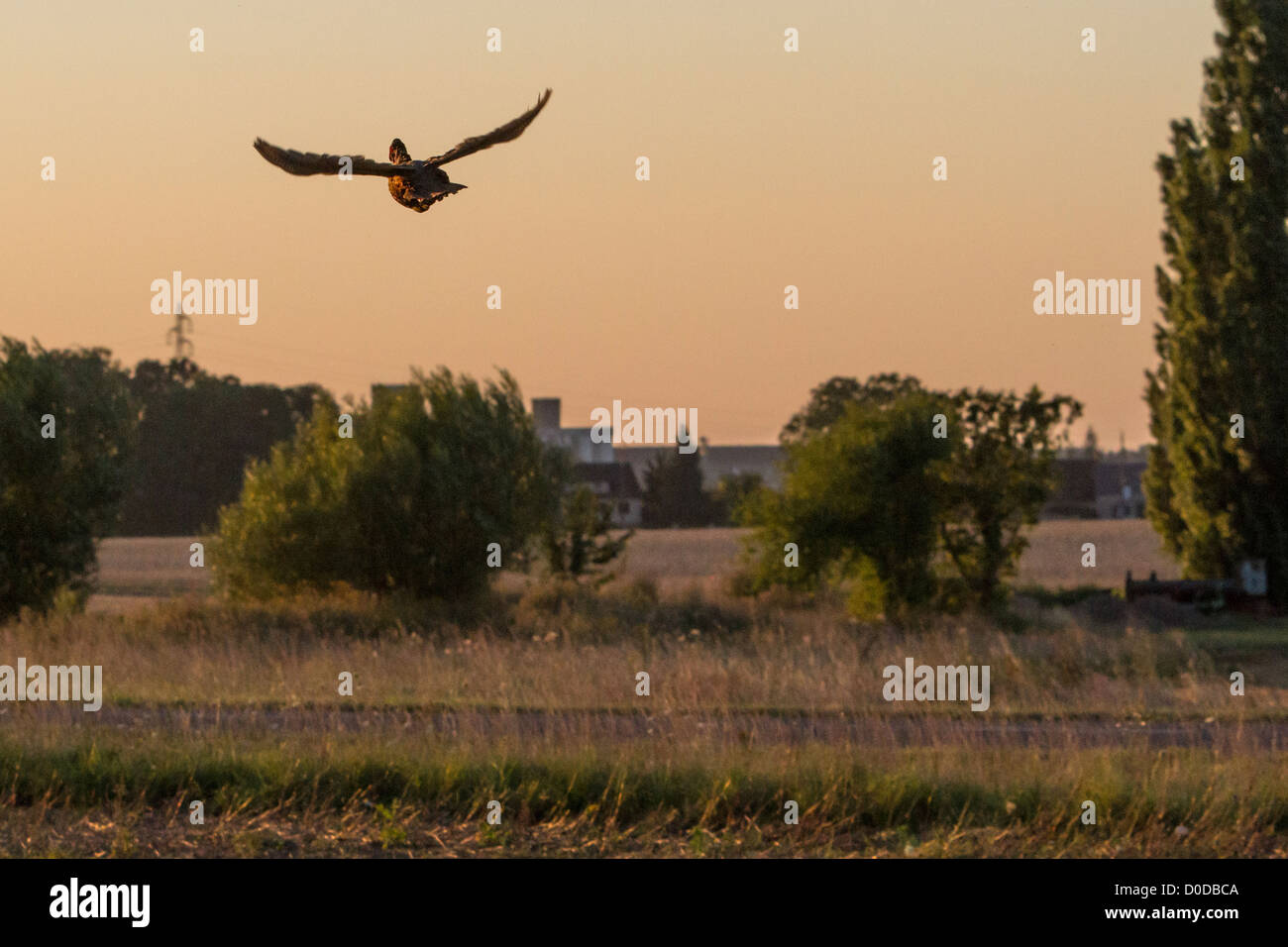 A PHEASANT TAKING OFF EURE-ET-LOIR (28) FRANCE Stock Photo - Alamy