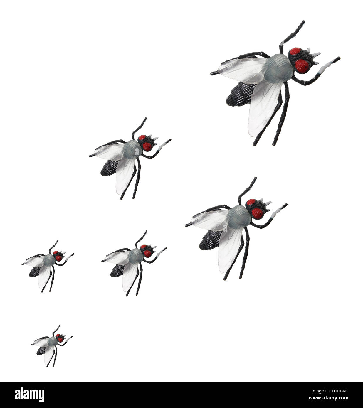 Nuisance flying insects Cut Out Stock Images & Pictures - Alamy