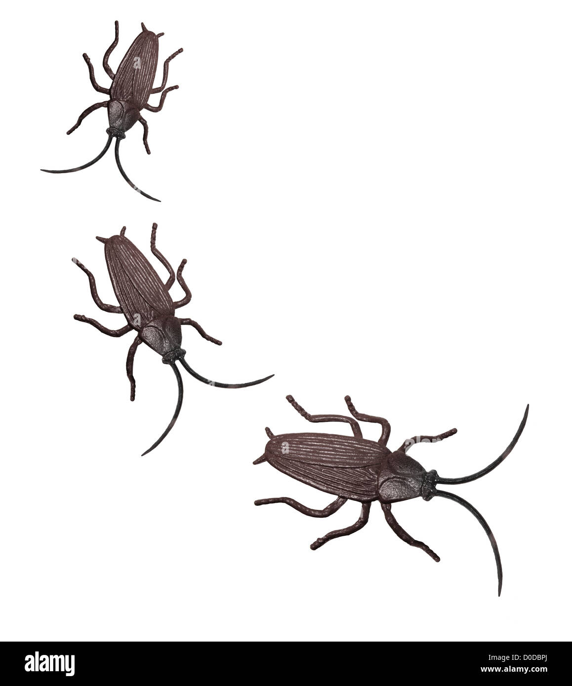 Cockroaches Stock Photos & Cockroaches Stock Images - Alamy