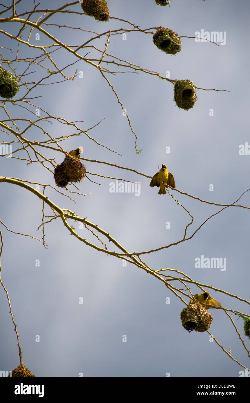 South Africa is home to many species of weaver birds and most are ...