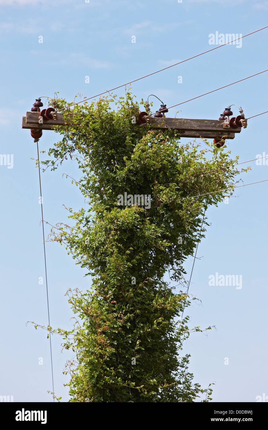 Overgrown Power Line Pole Stock Photo - Alamy
