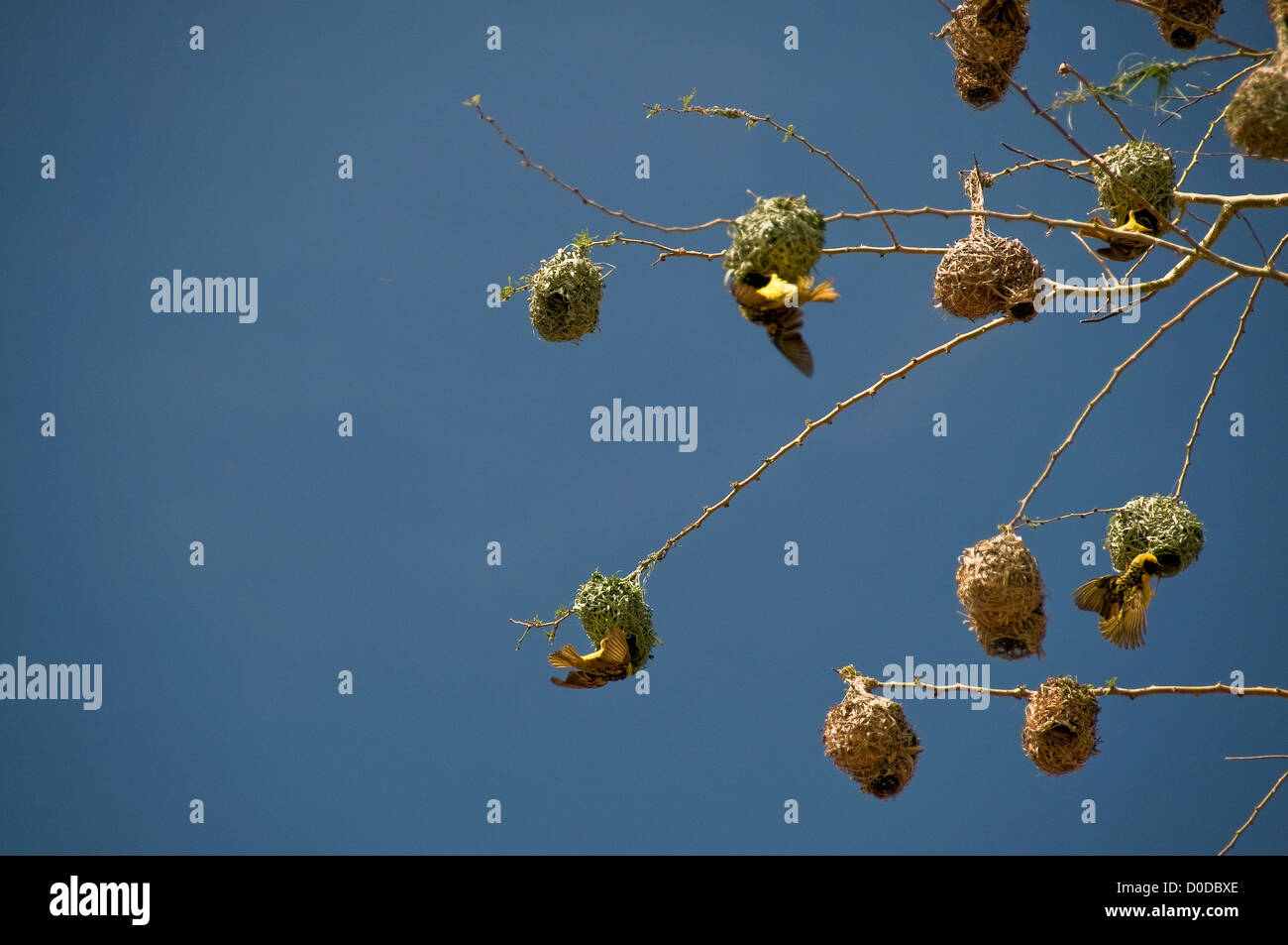 South Africa is home to many species of weaver birds and most are ...