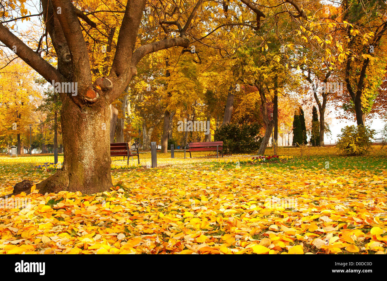 Beautiful autumn park in a rainy day Stock Photo - Alamy