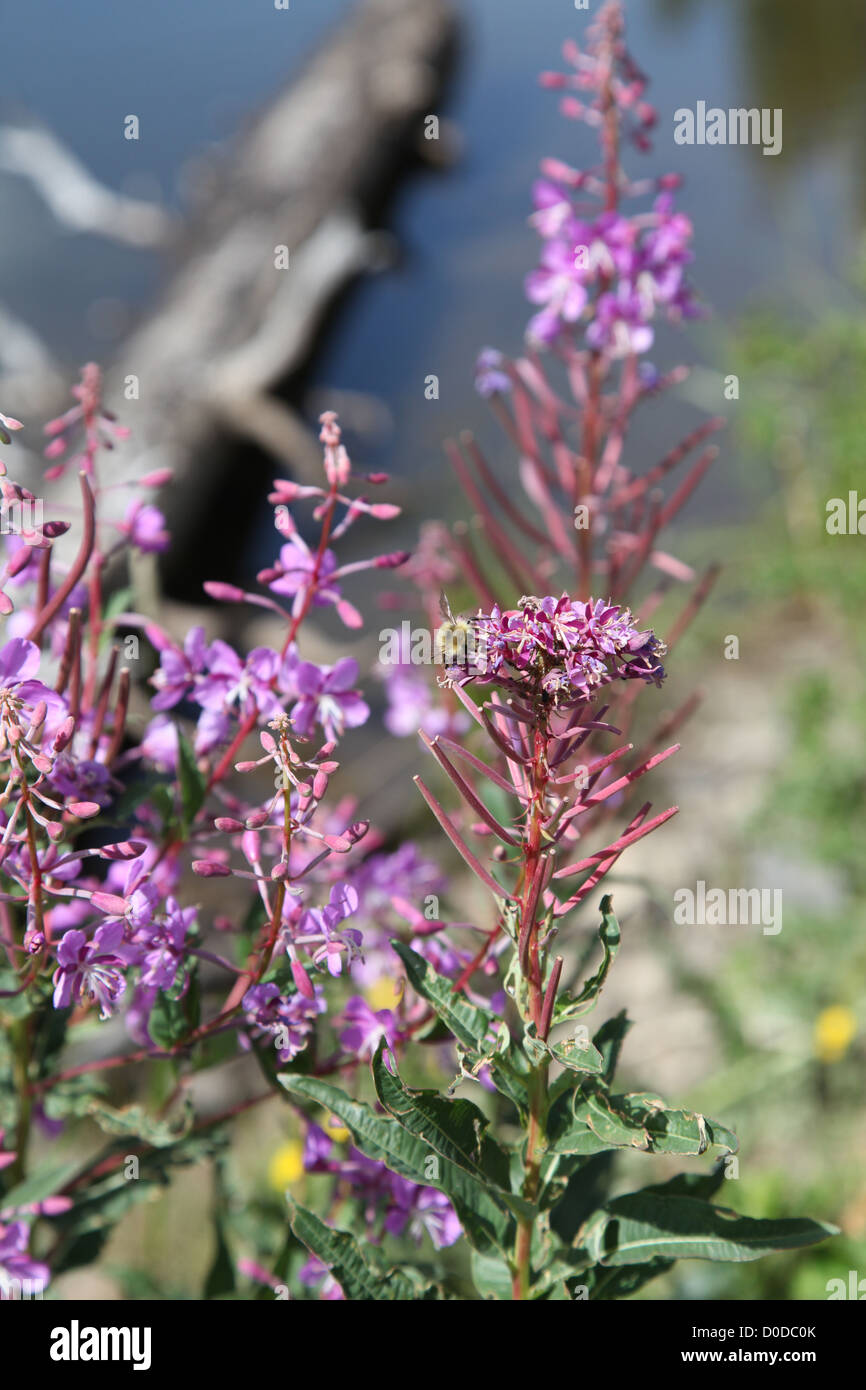 Fireweed with Bumble Bee, Canadian Rockies, Alberta, Canada Stock Photo ...
