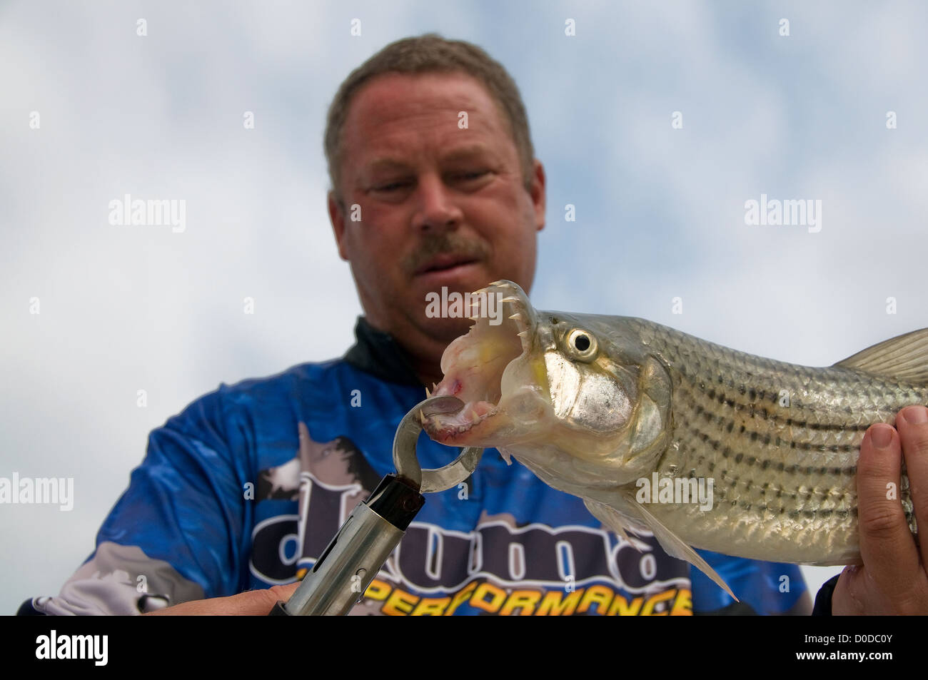 An angler show off teeth of a tiger fish caught on diving jerkbait in ...