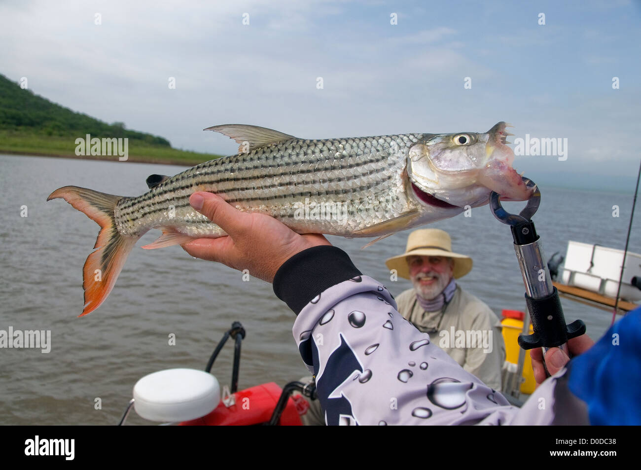 African tigerfish hi-res stock photography and images - Alamy