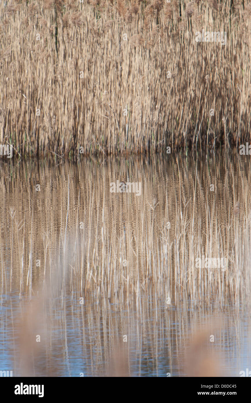 Pond reflections hi-res stock photography and images - Alamy