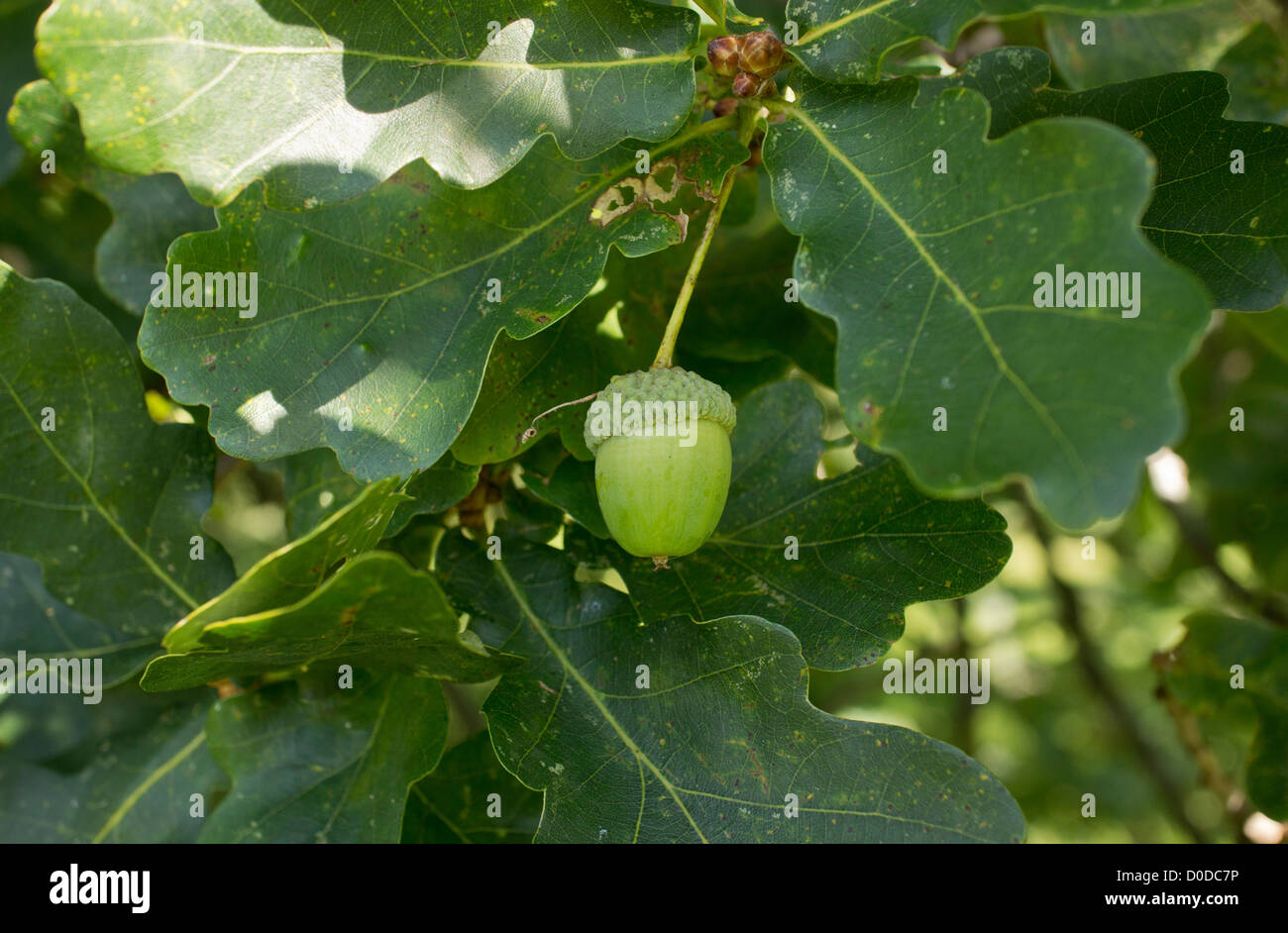 Pedunculate Oak (Quercus robur) leaves and acorns, close-up, Hampshire ...