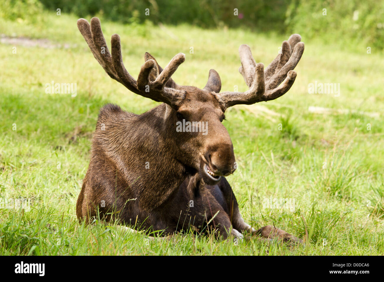 Moose hi-res stock photography and images - Alamy