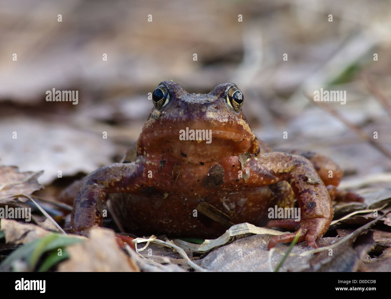 Ugly frog hi-res stock photography and images - Alamy