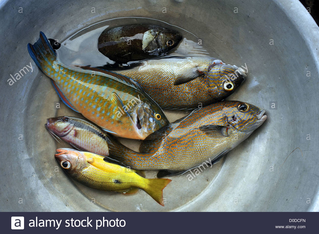 FISH IN A SMALL BASIN FISHING ON NOSY BE ISLAND REPUBLIC OF Stock Photo ...