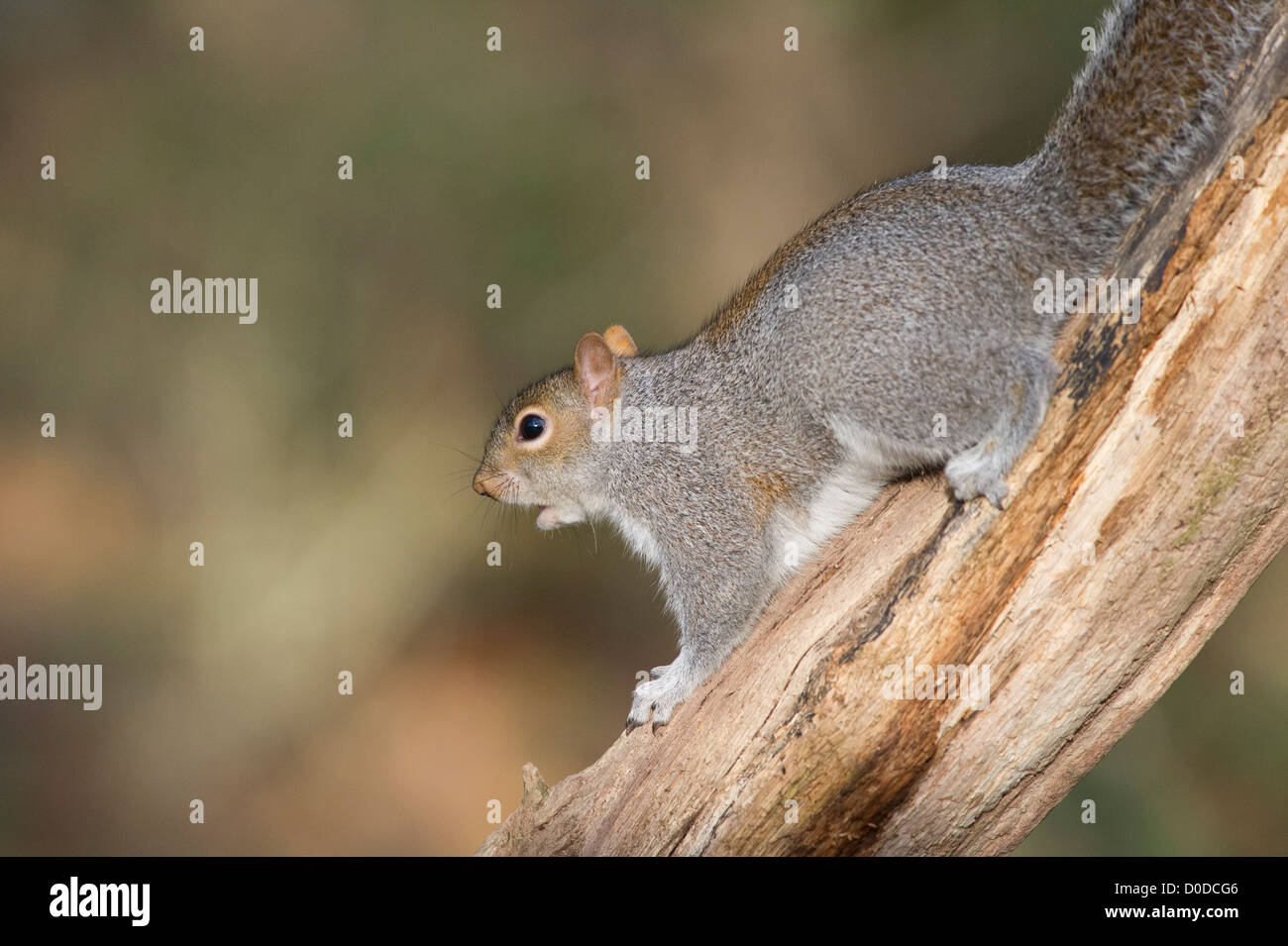 Cull squirrel hi-res stock photography and images - Alamy