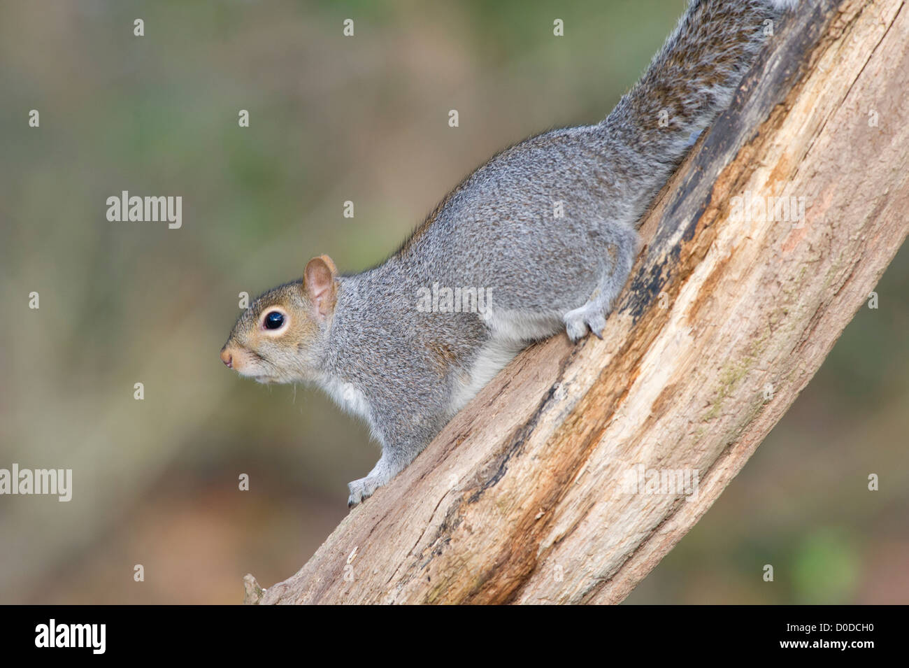 Eastern gray squirrels hi-res stock photography and images - Alamy