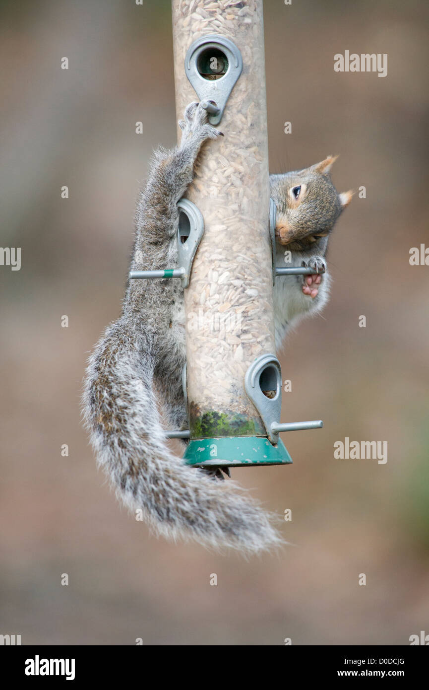 Cull squirrel hi-res stock photography and images - Alamy