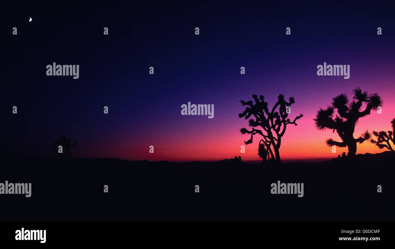 Wedge of Brilliant Dusk Frames Joshua Trees Under a Rising Crescent ...
