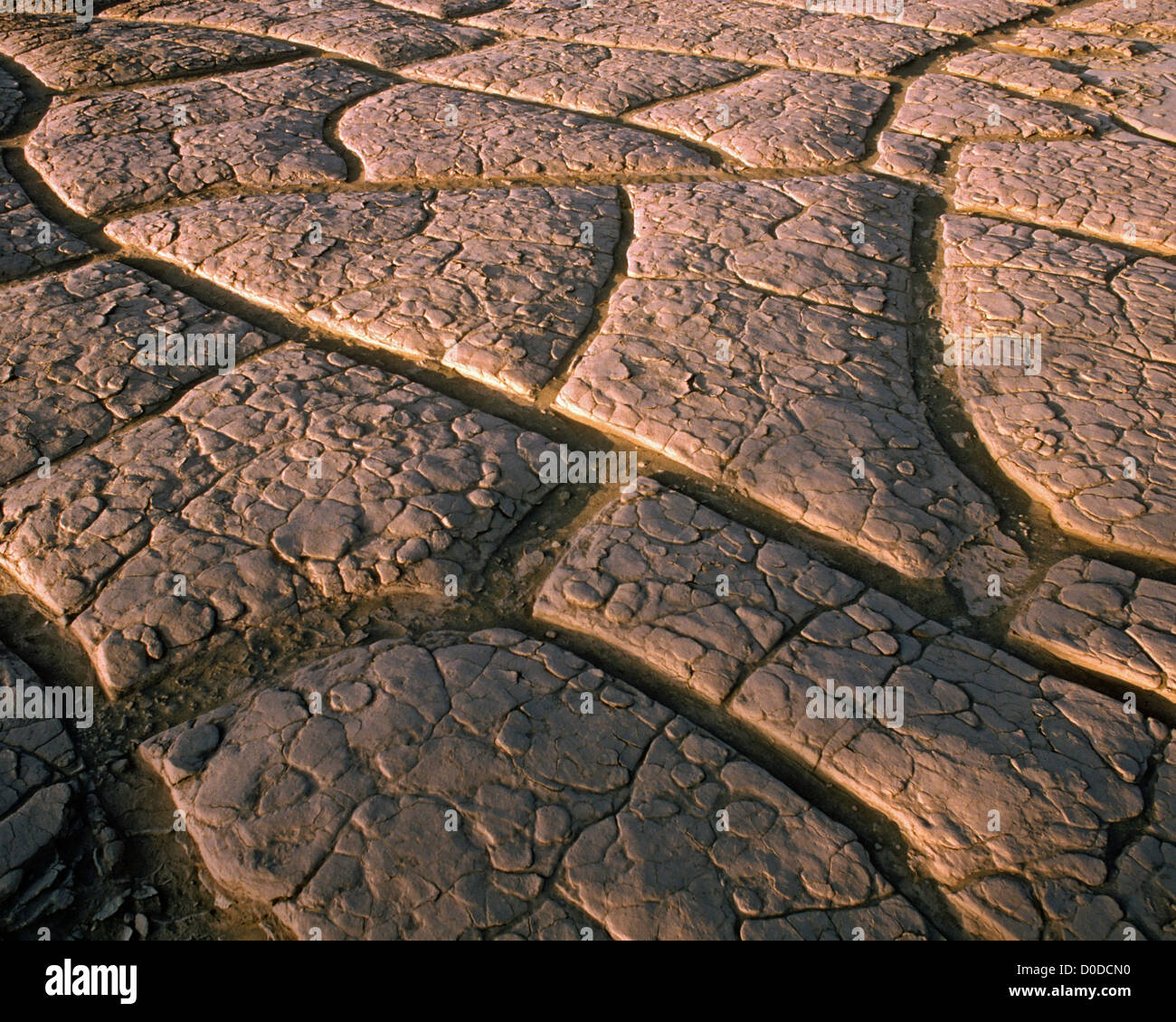 Death and desiccation hi-res stock photography and images - Alamy