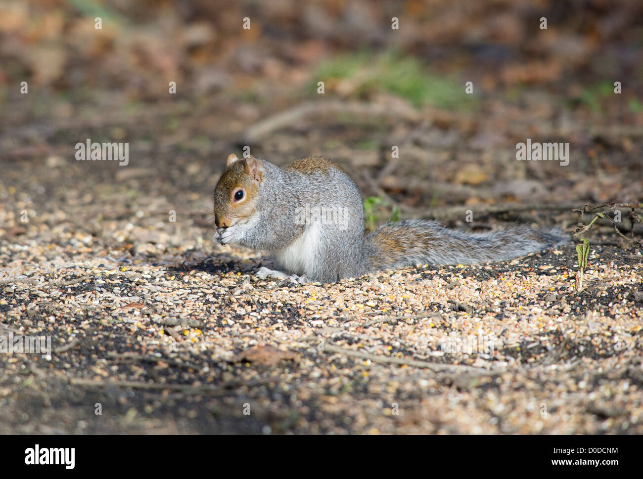 Cull of squirrels hi-res stock photography and images - Alamy