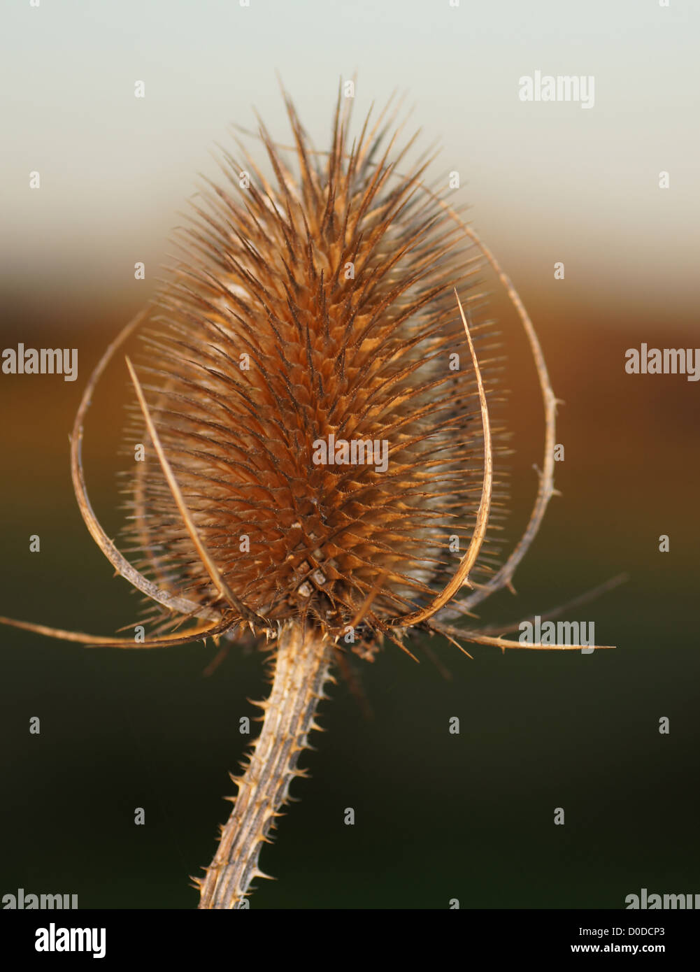 Teasel plants hi-res stock photography and images - Alamy