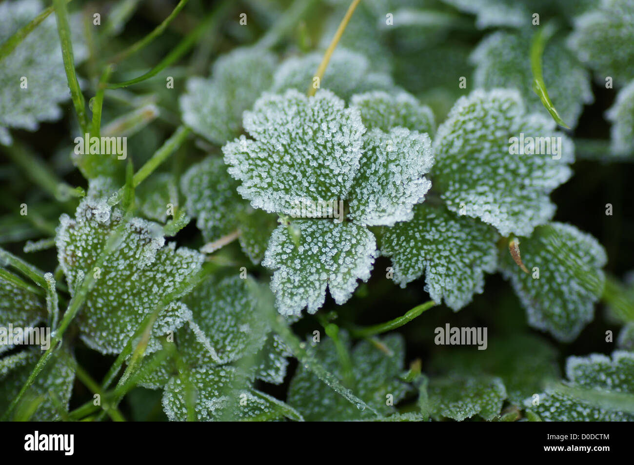 A macro photograph of frost on clover type leaves Stock Photo - Alamy