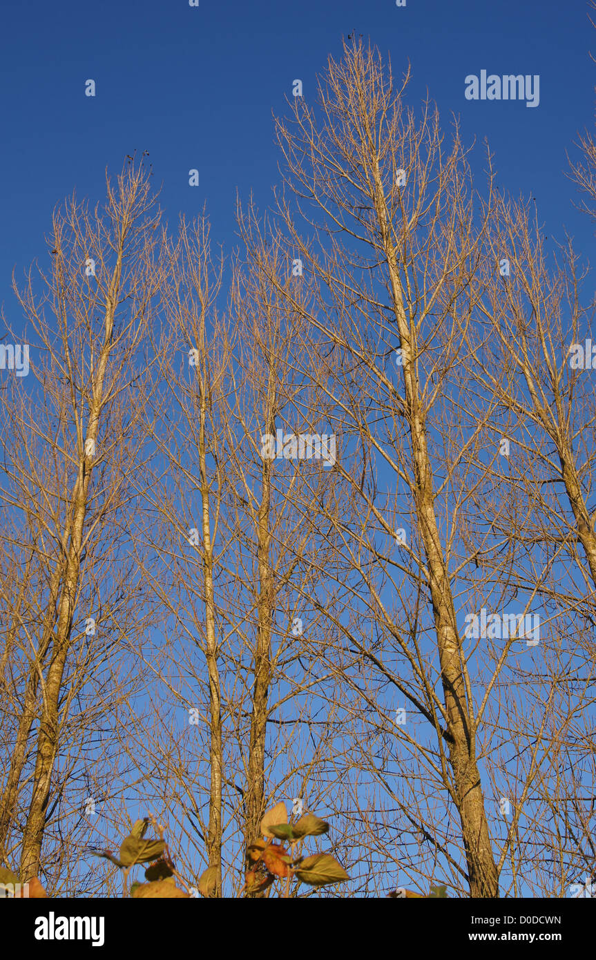 Poplar trees hi-res stock photography and images - Alamy