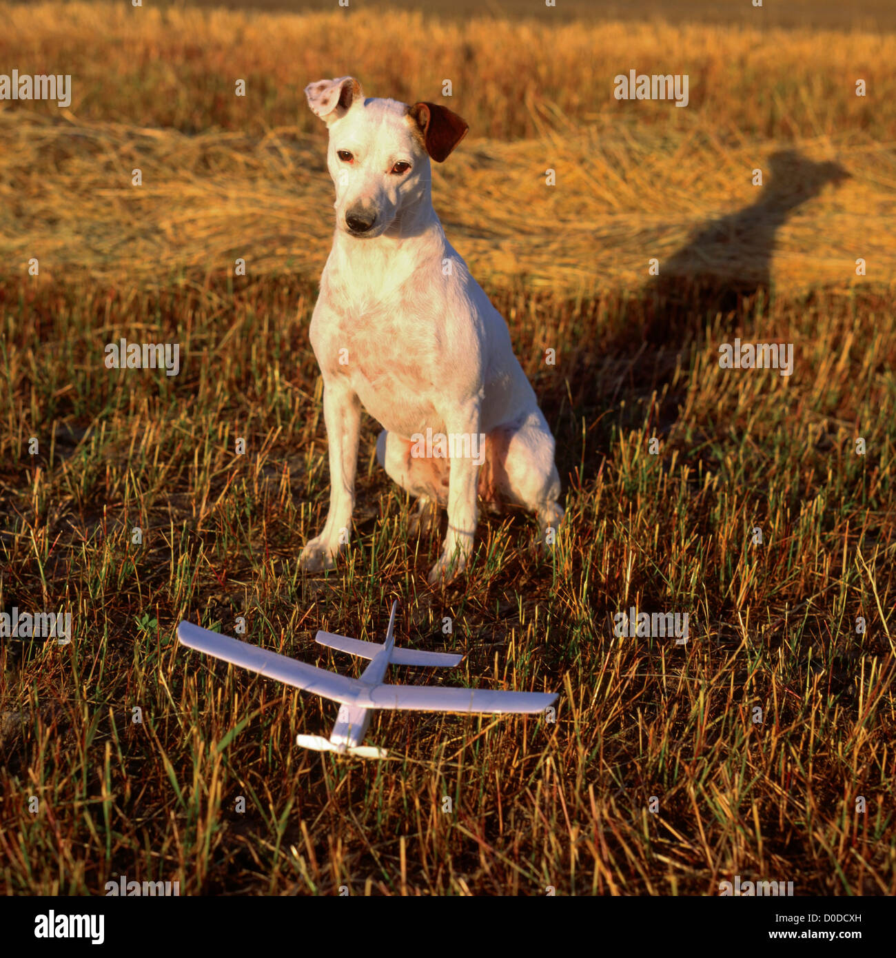 Cute Dog and Toy Airplane Stock Photo - Alamy