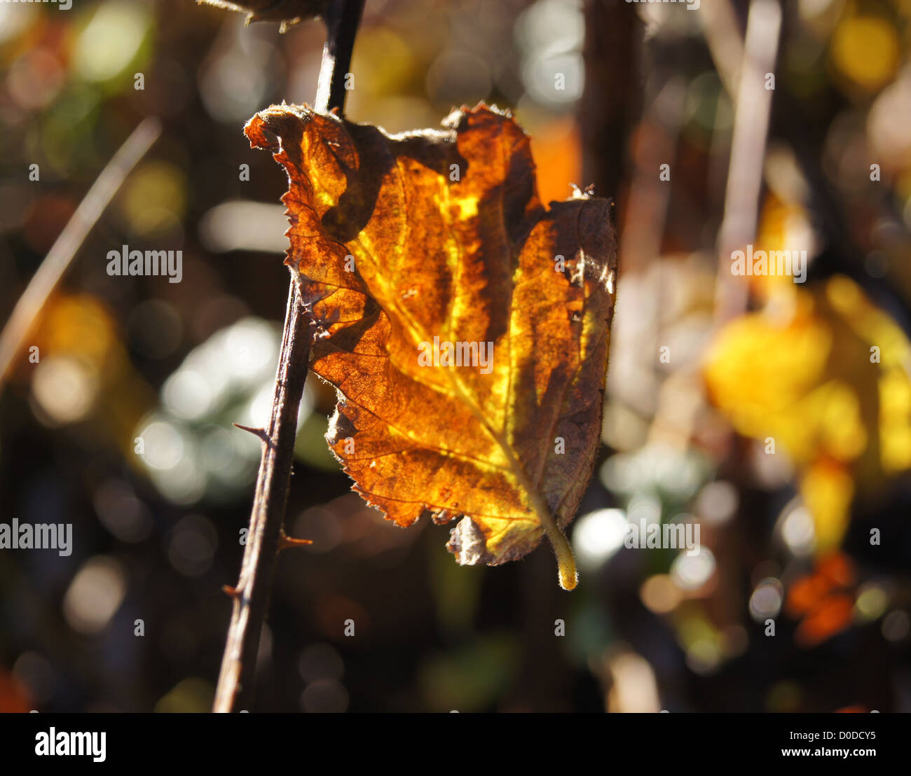 Golden autumn leaf Stock Photo - Alamy