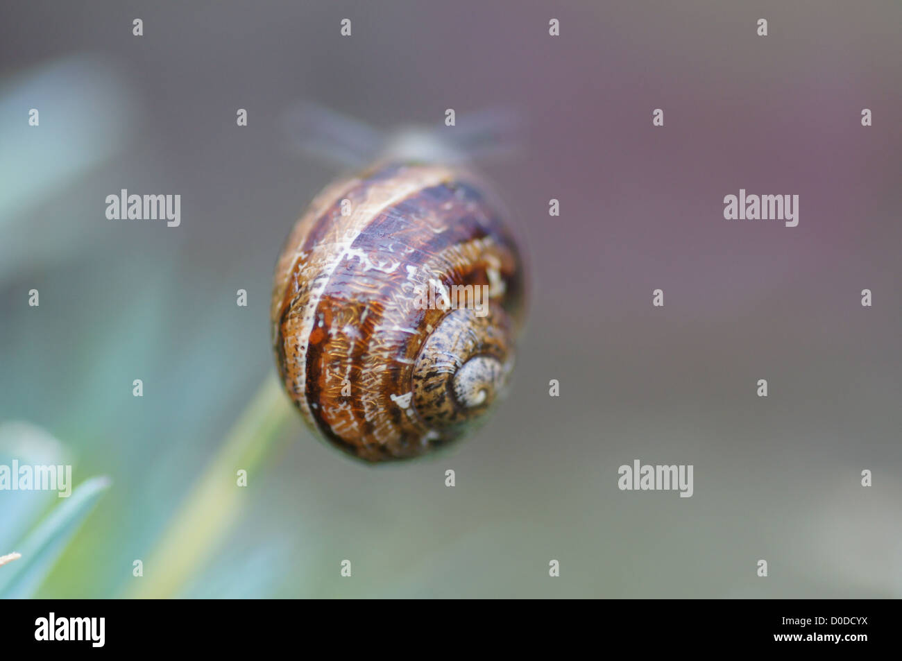 Macro of a snail hi-res stock photography and images - Alamy