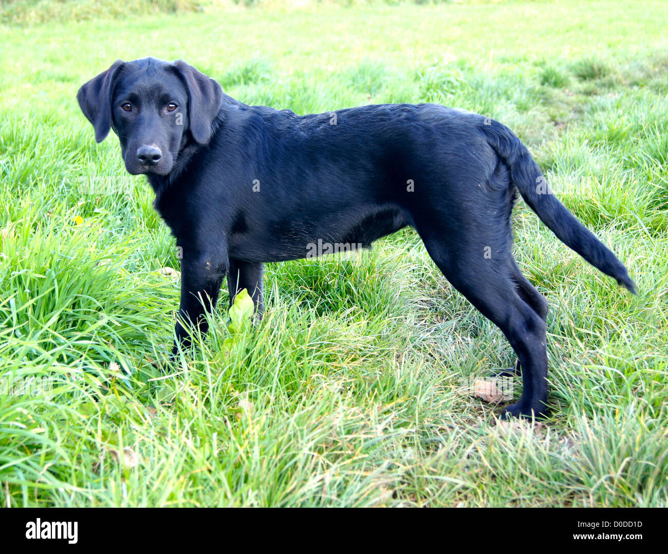 Black labrador puppy hi-res stock photography and images - Alamy